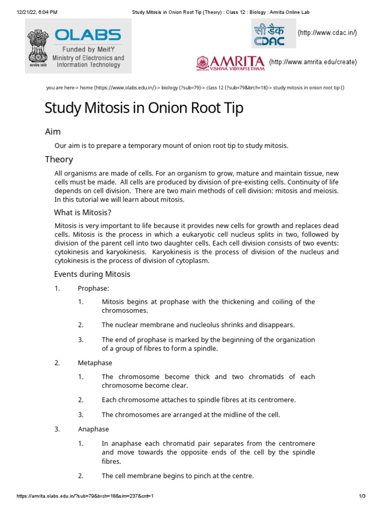 Mitosis Study in Onion Root Tips | PDF | Mitosis | Genetics