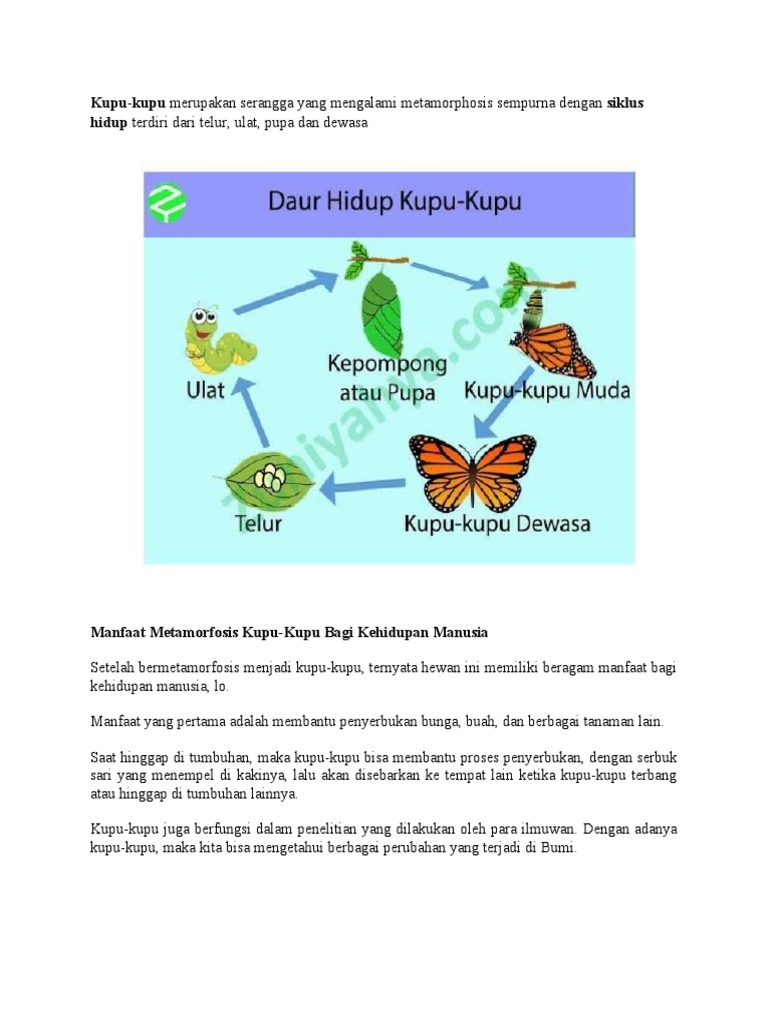 Siklus Makhluk Hidup Tugas KK Icha | PDF | Sains & Matematika