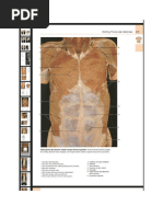 Anatomi Muskuloskeletal Extremitas Atas | PDF