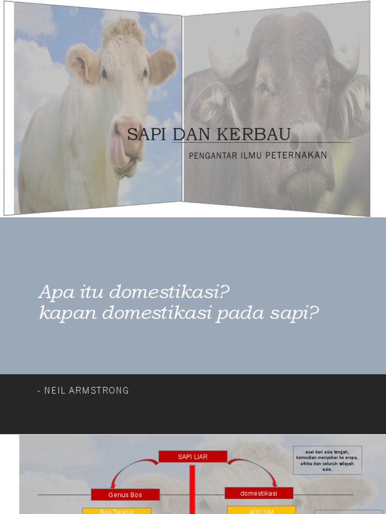 Sapi Dan Kerbau | PDF