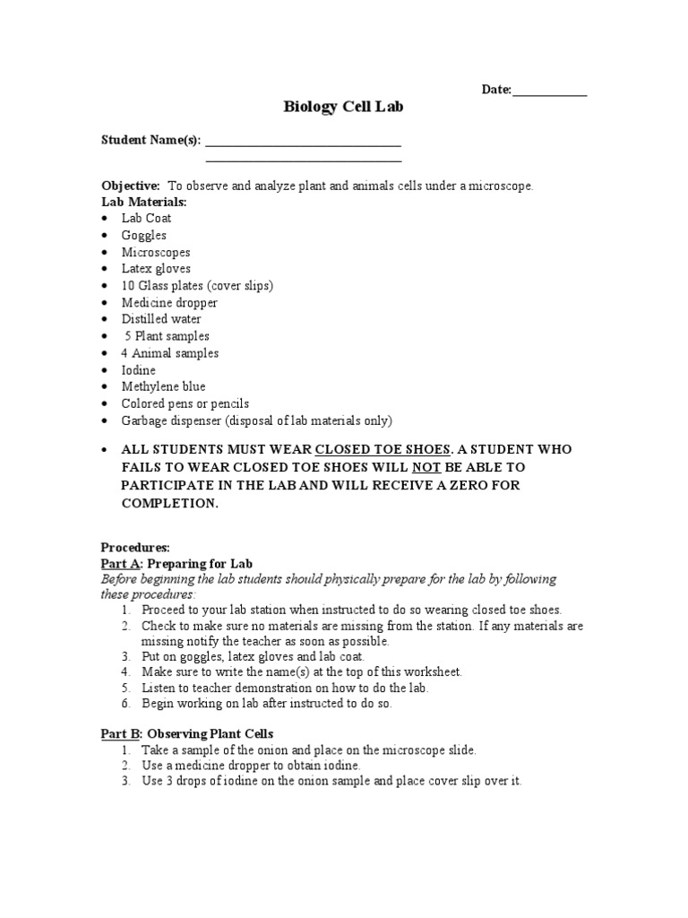 Cell Lab Worksheet | PDF | Microscope | Optics