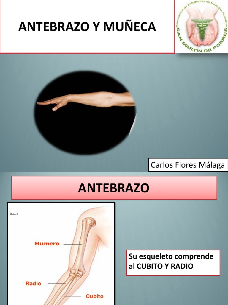 Anatomía del Antebrazo y Muñeca | PDF | Mano | Codo