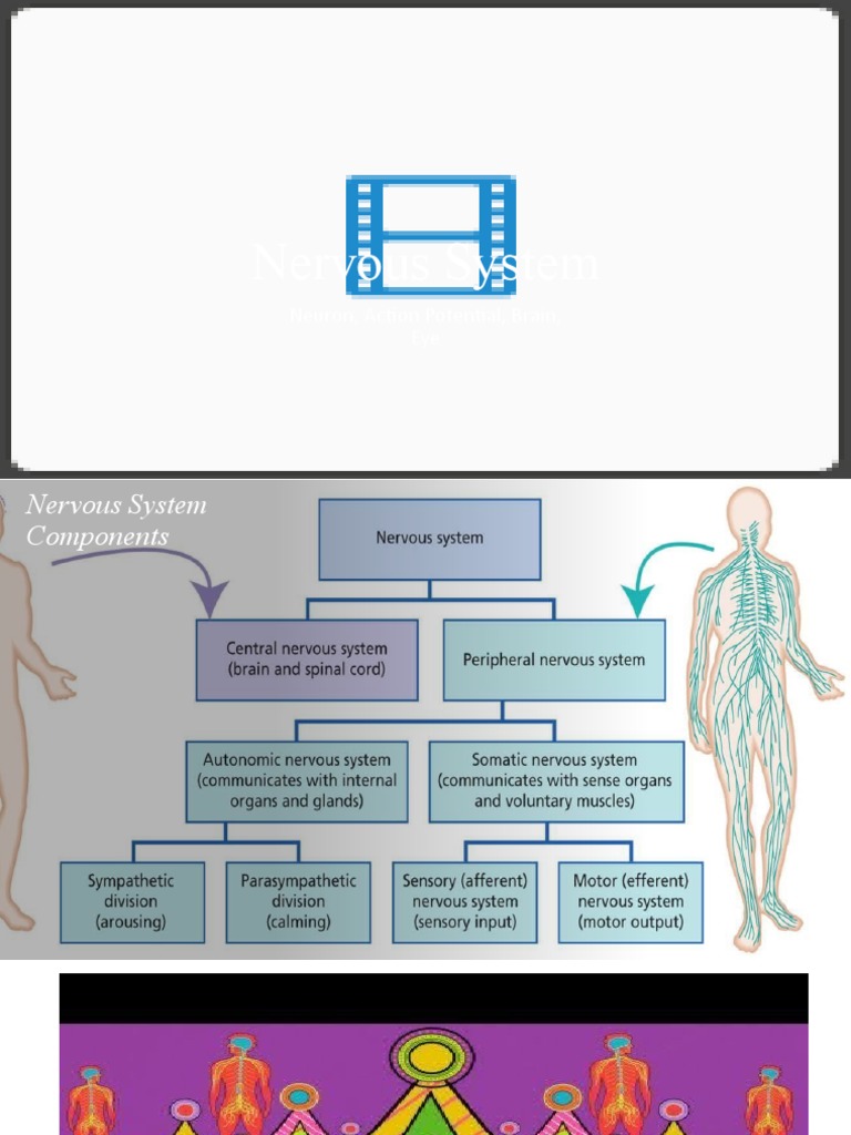 Nervous System PDF Neuron Nervous System