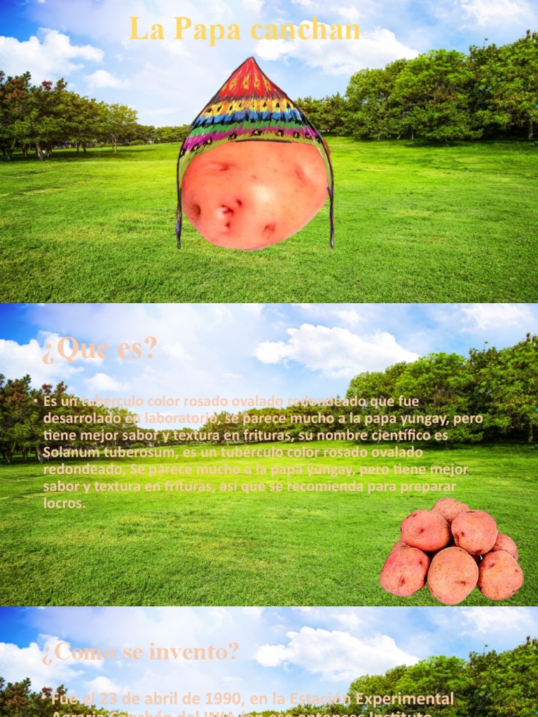 La Papa Canchan | PDF