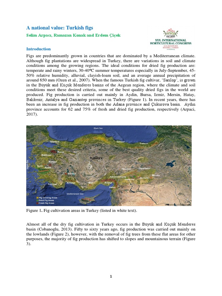 Turkish Figs | PDF | Fruit | Ficus