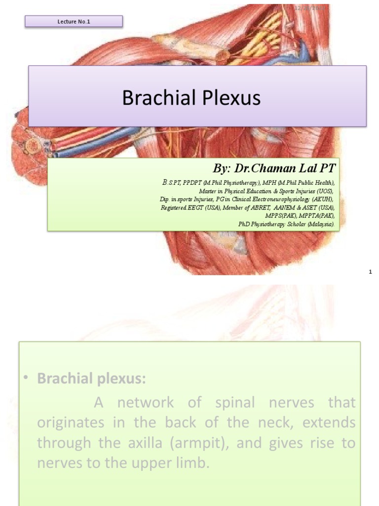 Lecture No 1 Brachial Plexus By Dr Chaman Lal Pt Pdf Spinal Cord Vertebral Column