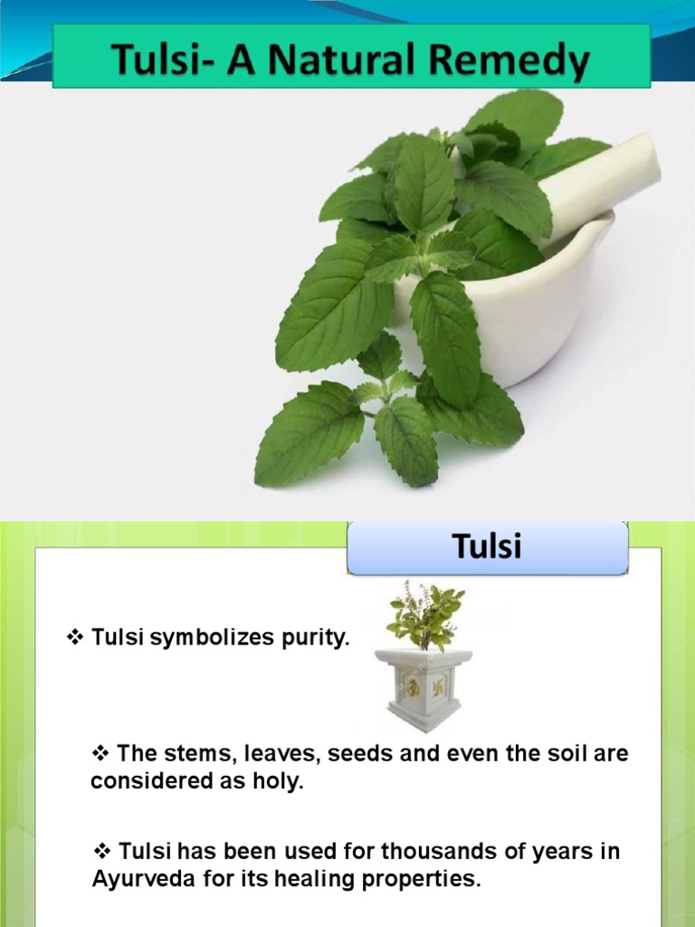12 Tulsi | PDF | Seed | Leaf