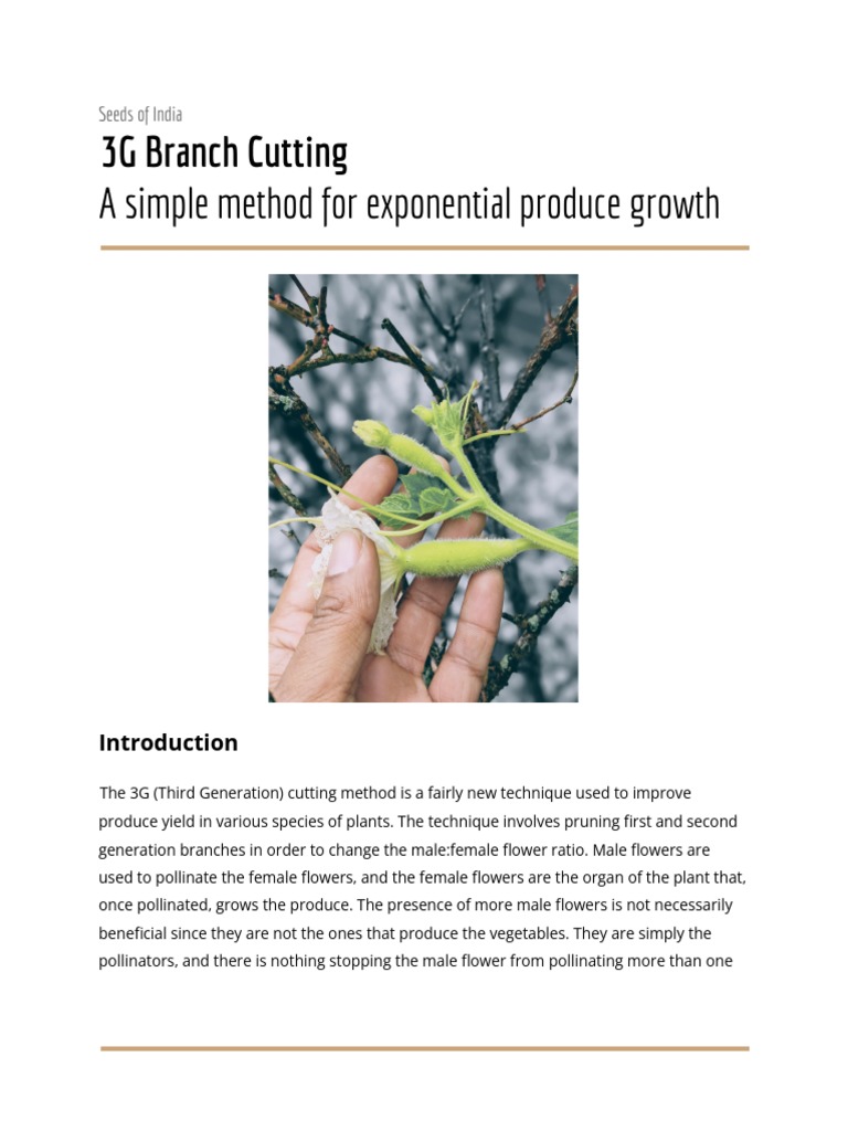 3G Branch Cutting Boosts Vegetable Yields | PDF | Flowers | Pruning