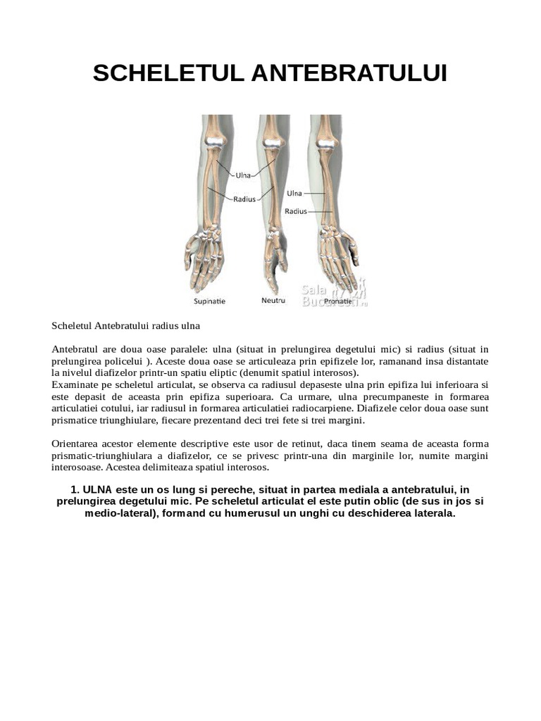 Scheletul Antebratului | PDF