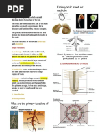 Internal Morphology of Dicot Stems | PDF | Plant Stem | Botany