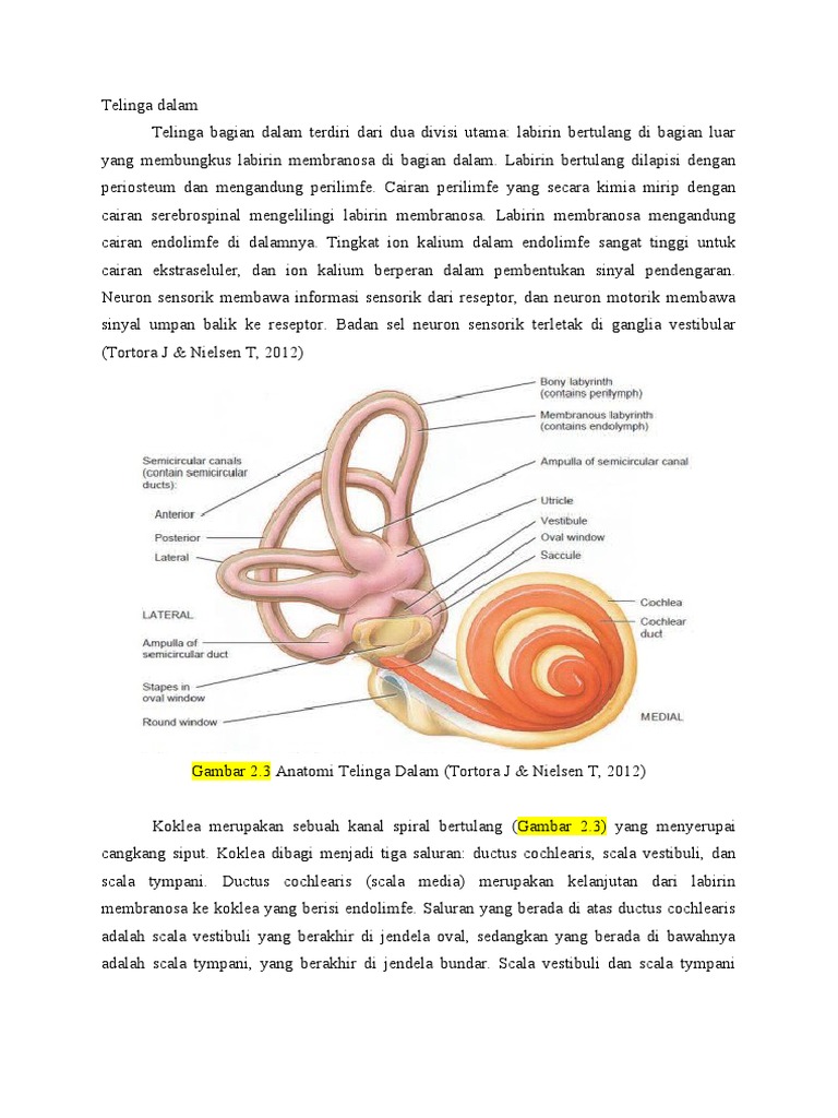 Telinga Dalam | PDF | Kajian Bahasa Asing | Kesehatan Holistik