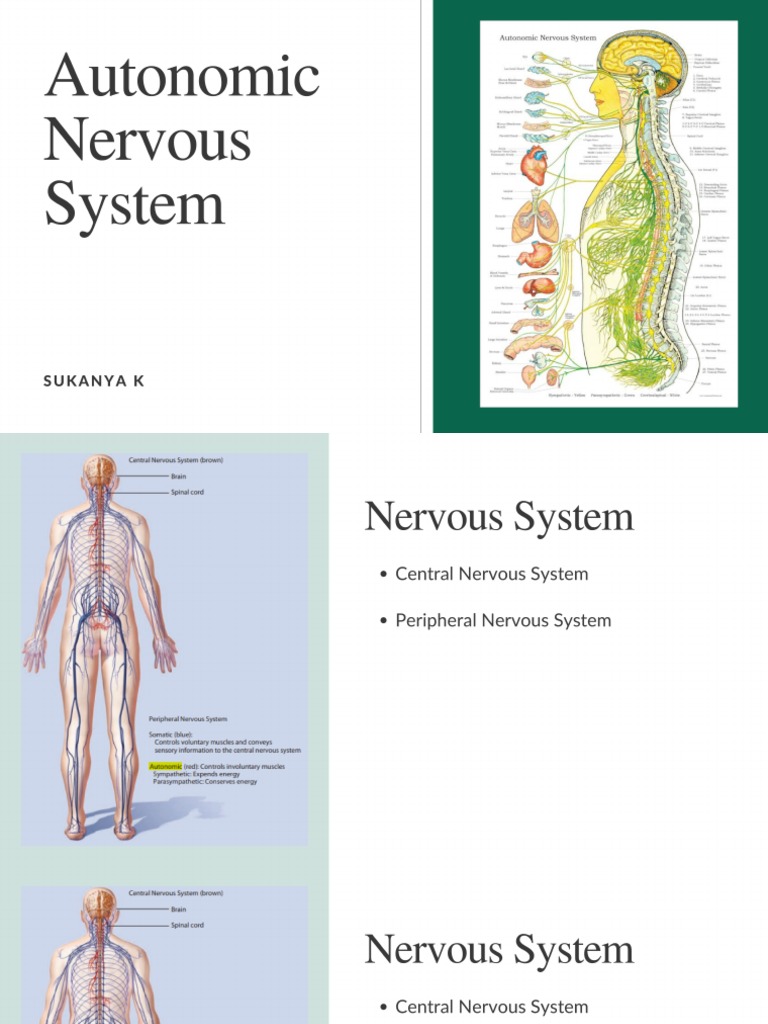 Autonomic Nervous System | PDF