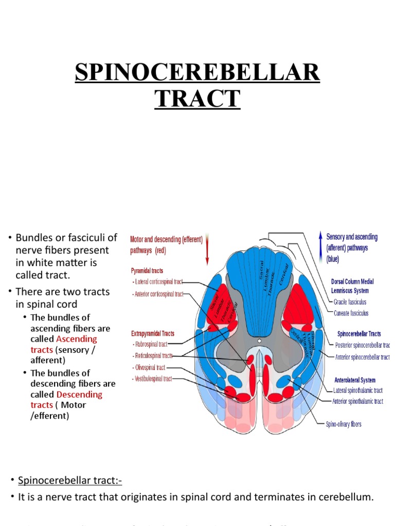 Spinocerebelar Tract-2 | PDF | Spinal Cord | Neuroscience
