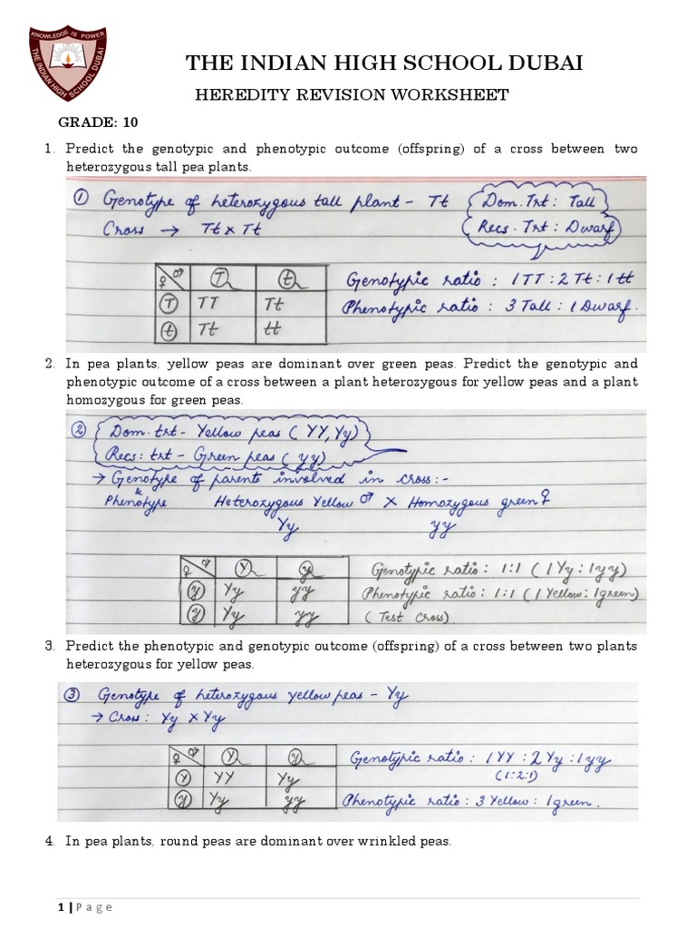 Genetics Practice Worksheet for Grade 10 | PDF | Genotype | Dominance ...