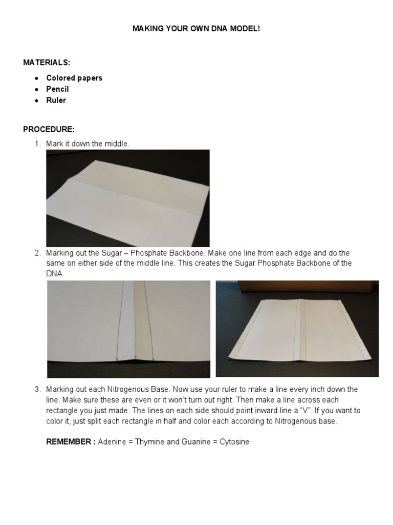 DNA Model Activity | PDF