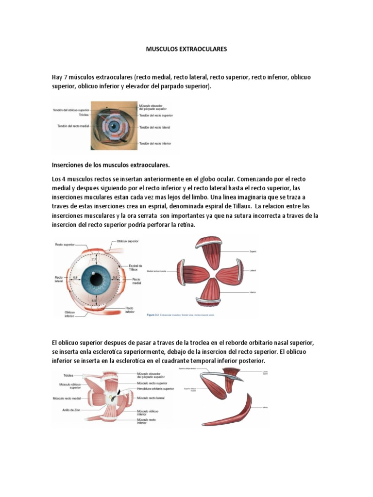 Musculos Extraoculares | PDF | Músculo esquelético | Sistema ...