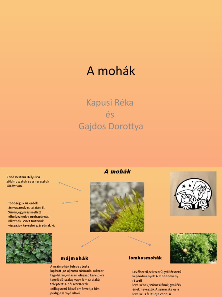 Moha (Kapusi Réka Gajdos Dorottya) | PDF