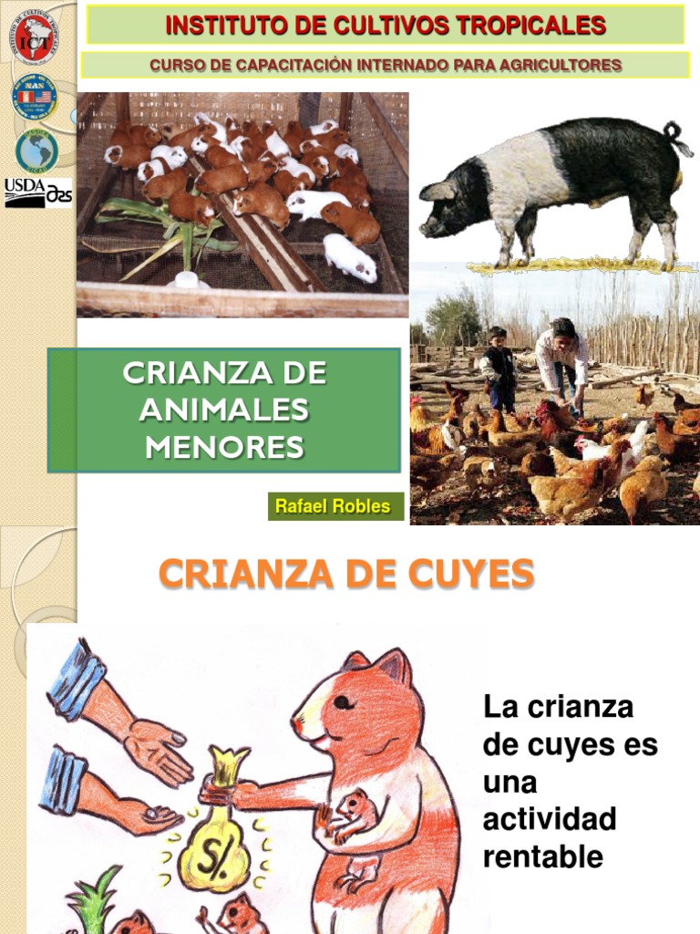 Crianza de animales menores: Una guía para la crianza rentable de cuyes ...