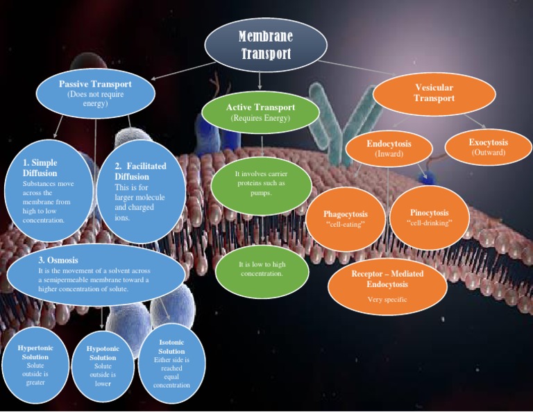 genbio concept map | PDF | Cell Membrane | Applied And ...