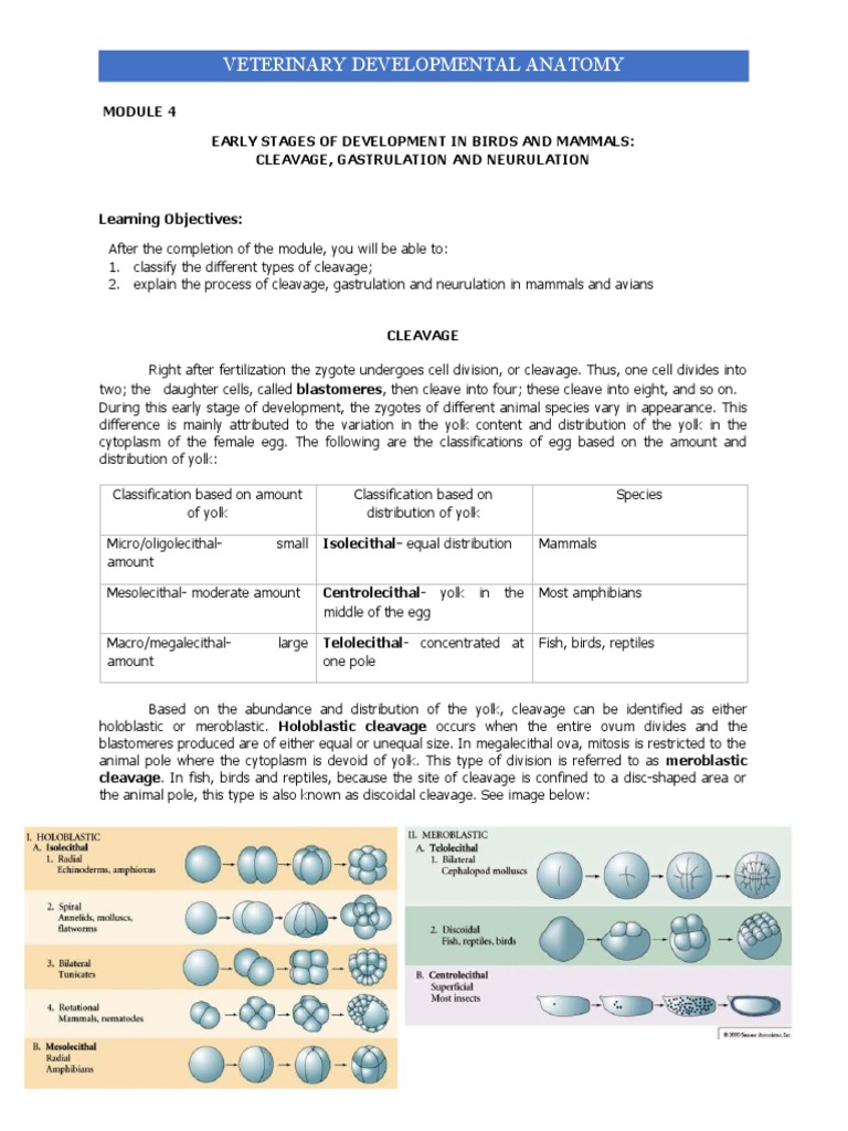 Forming the Foundation: Cleavage, Gastrulation and Neurulation in the Development of Avian and ...