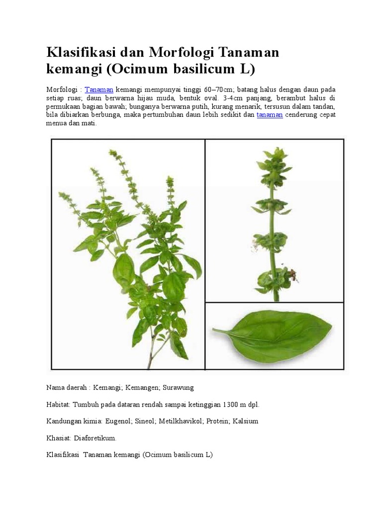 Klasifikasi Dan Morfologi Tanaman Kemangi | PDF
