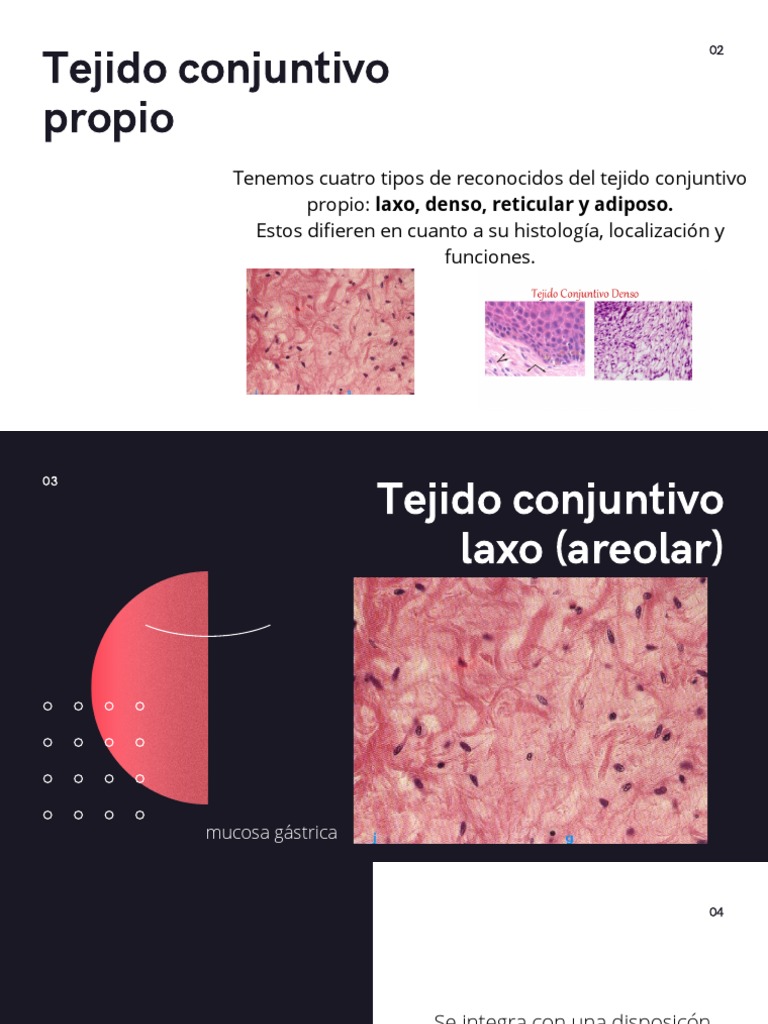 3.2. - Tejido Laxo y Denso | PDF | Tejido conectivo | Tejido (biología)