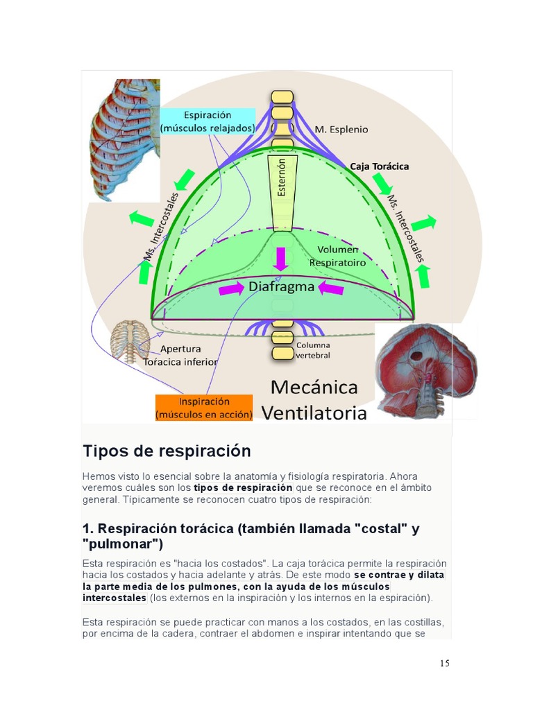 Volumen Pulmonar | PDF