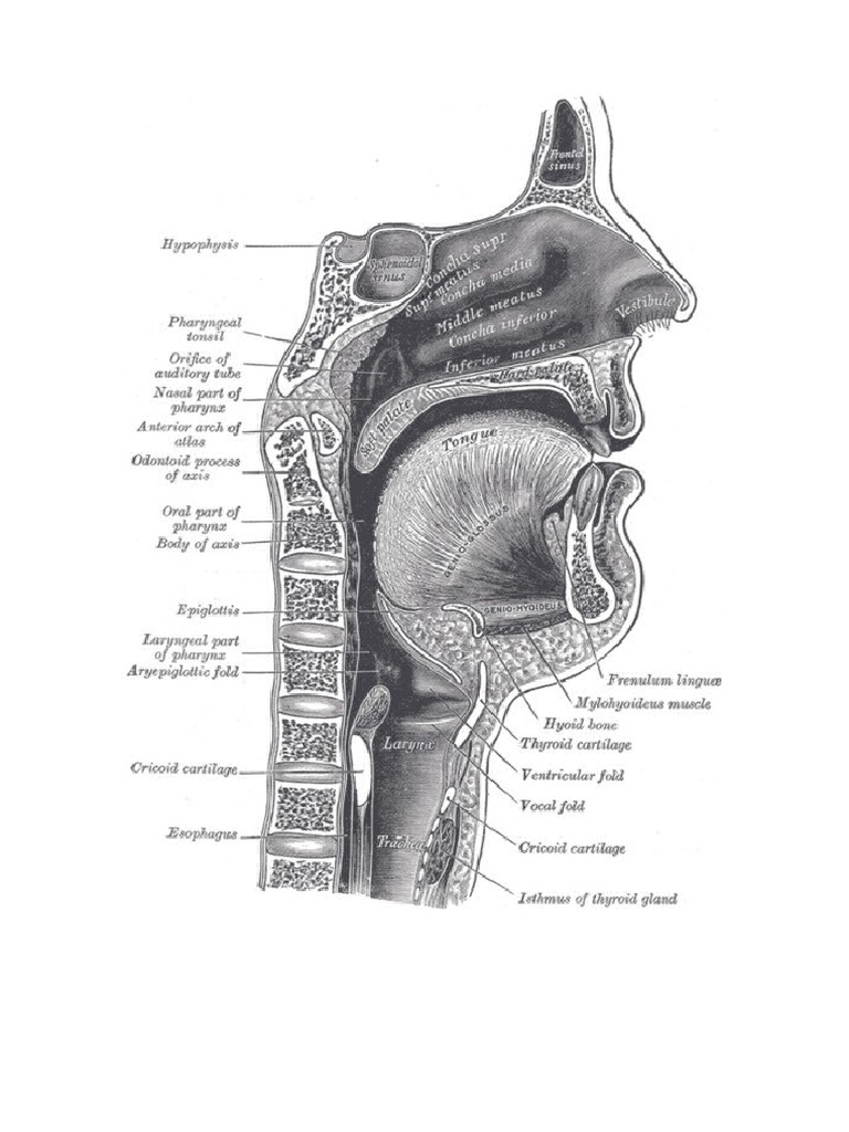 Imagen Anatomía APARATO VOCAL | PDF