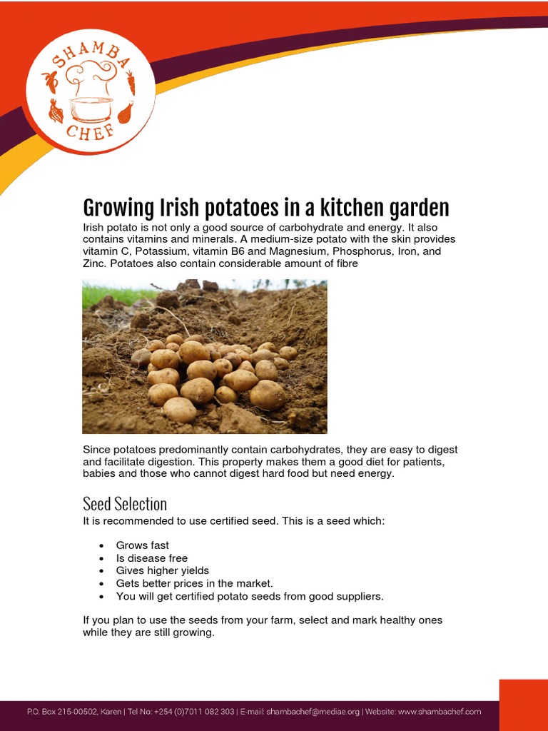 Growing Irish Potatoes: A Complete Guide | PDF | Potato | Soil