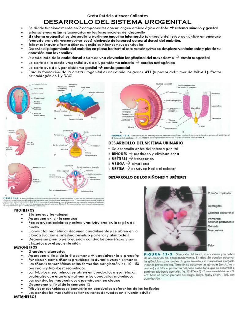 DESARROLLO_DEL_SISTEMA_UROGENITAL | PDF | Riñón | Vejiga urinaria