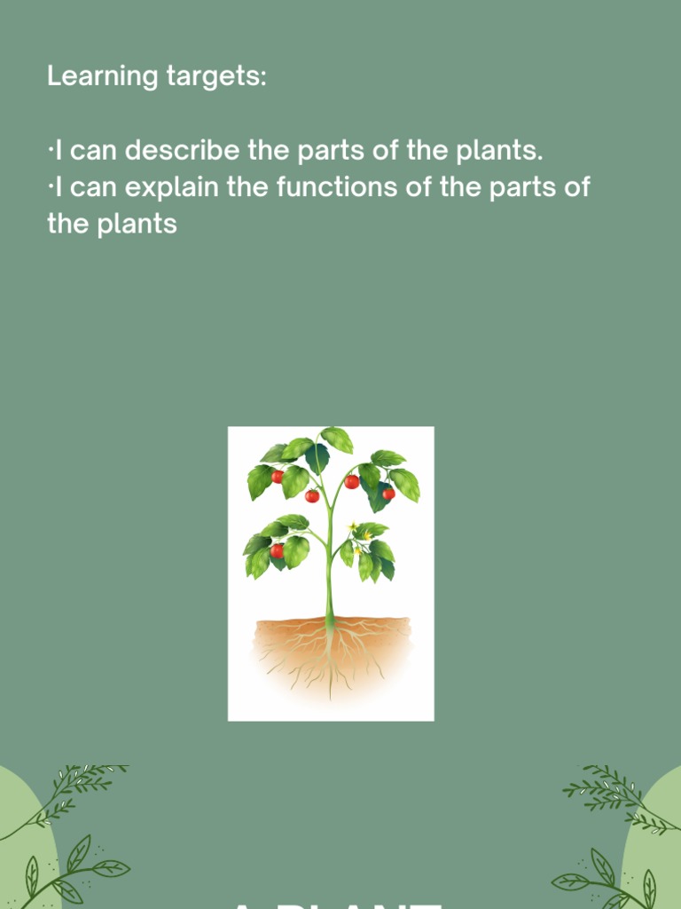 Parts of Plants and Their Functions | PDF | Science & Mathematics