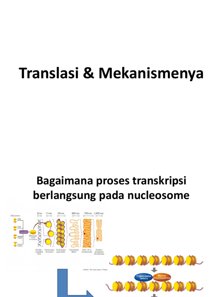 Translasi Mekanismenya | PDF