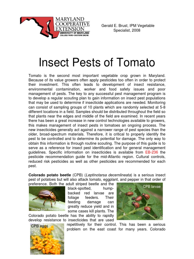 Insect Pests of Tomato | Download Free PDF | Beetle | Pest (Organism)