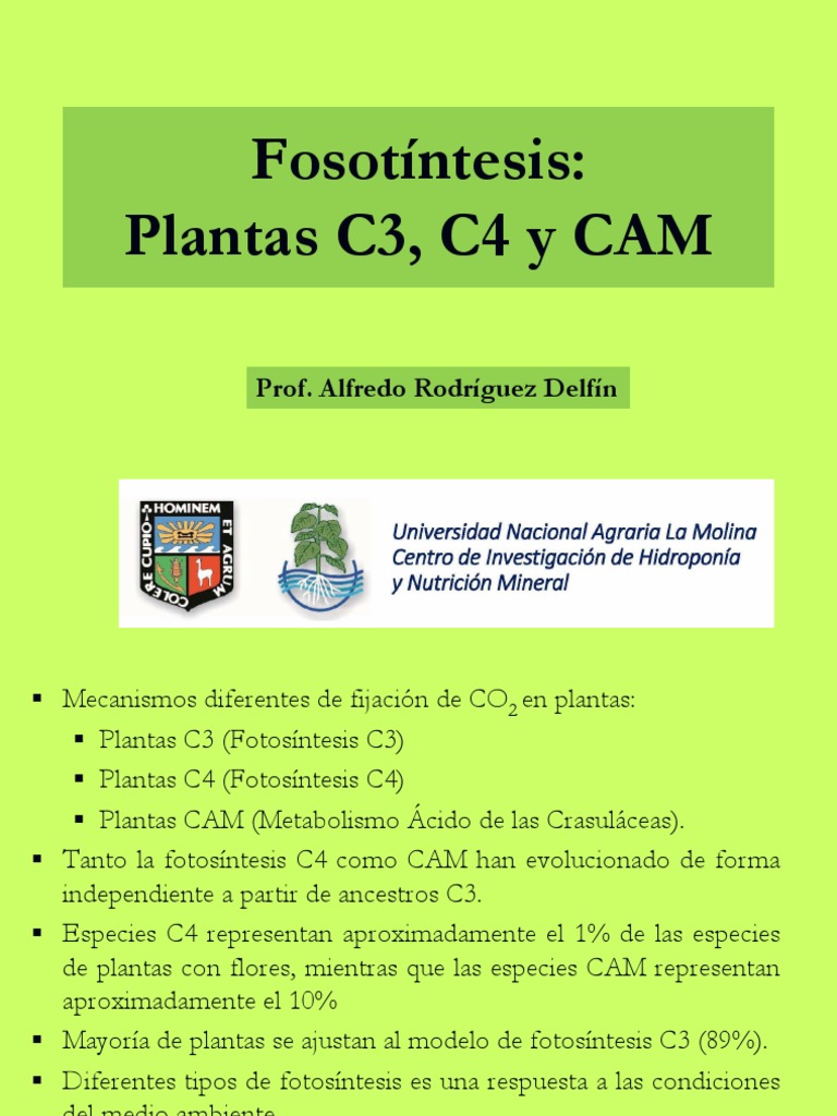 Plantasc3 C4 Cam - 2020 | PDF | Fotosíntesis | Metabolismo