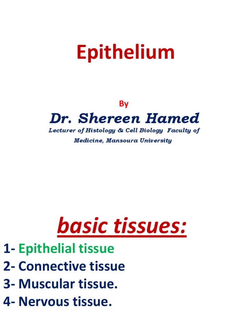 1 Simple Epithelium Pdf Epithelium Anatomy