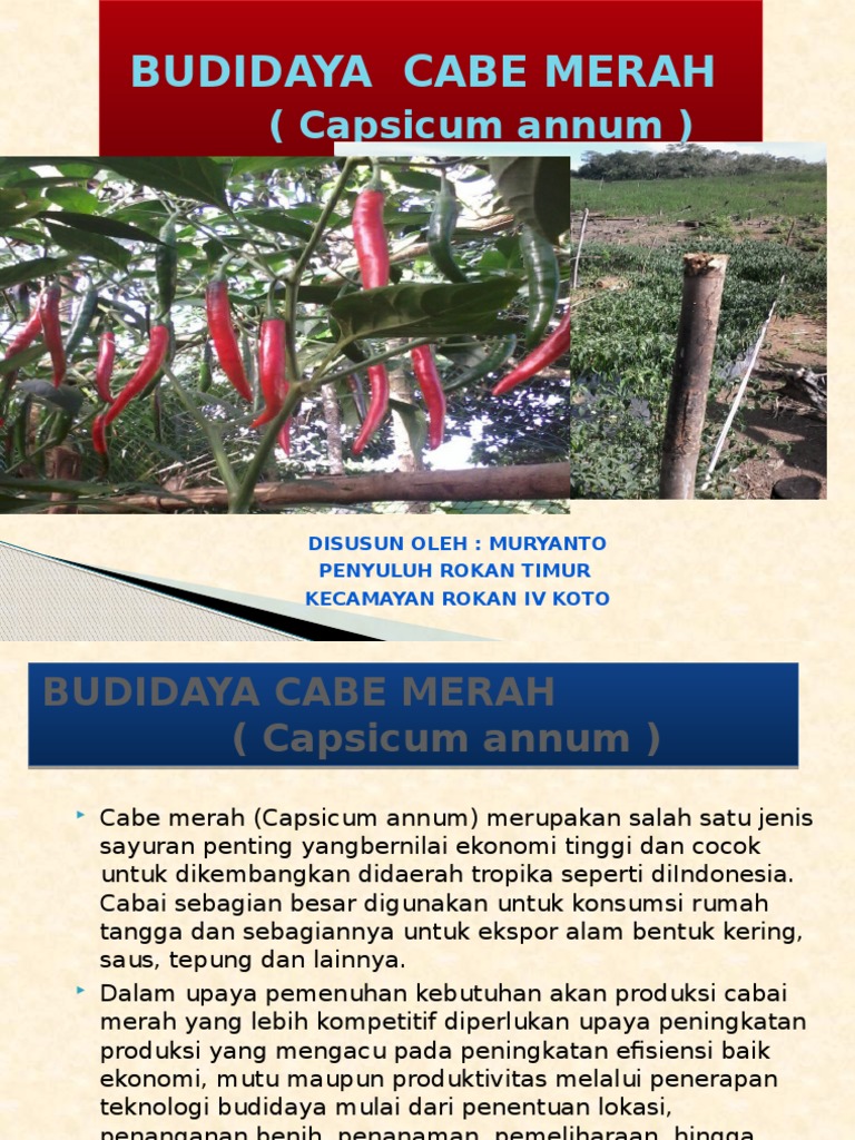 Budidaya Cabe Merah: Panduan Lengkap | PDF
