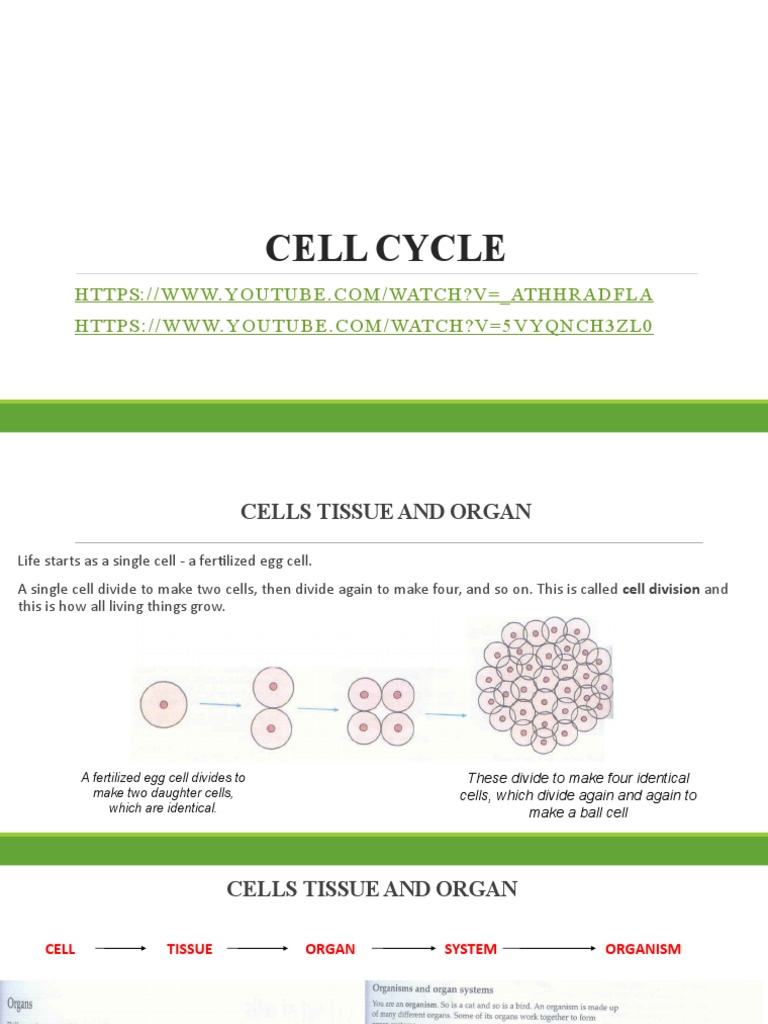The Cell Cycle: A Comprehensive Guide to Cell Division, Growth, and ...