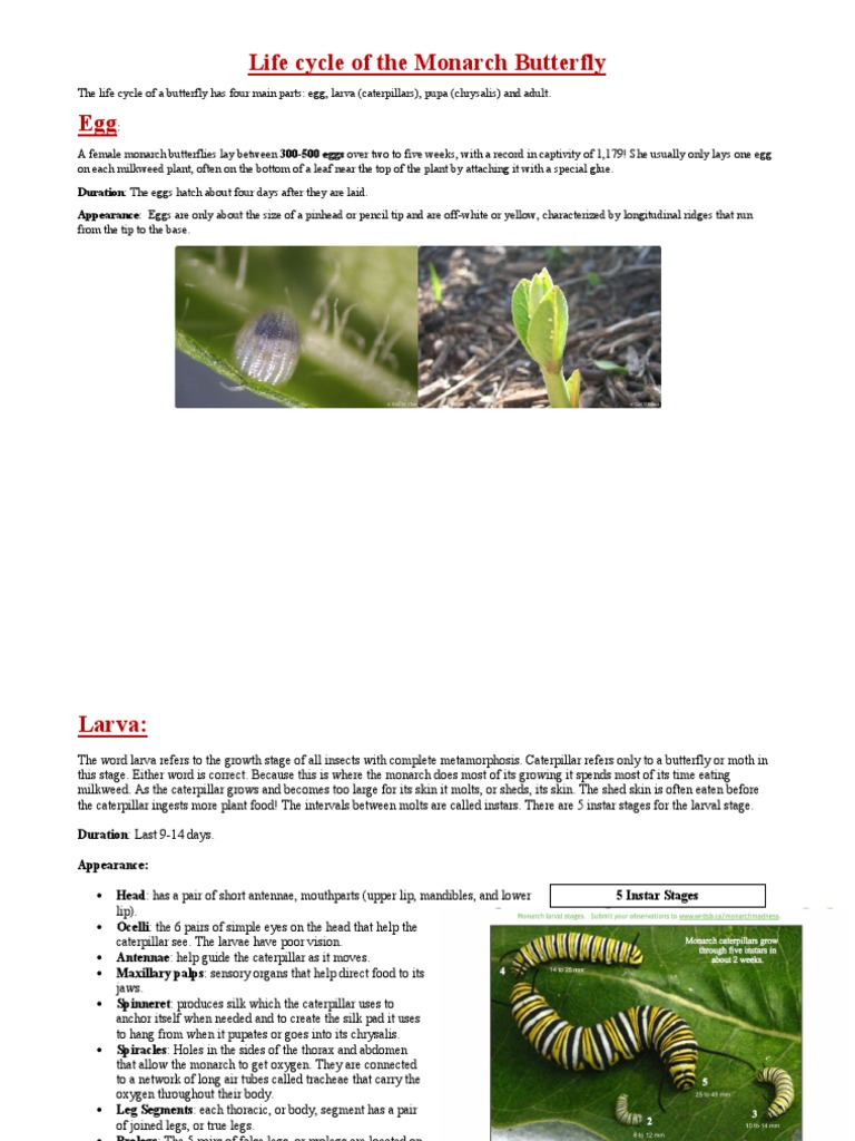 Monarch Butterfly Pupa and Instar Stages | PDF | Pupa | Butterfly