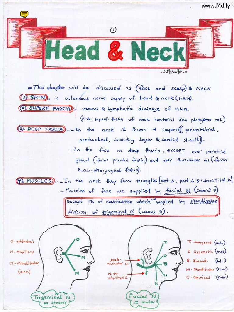 Head and Neck | PDF
