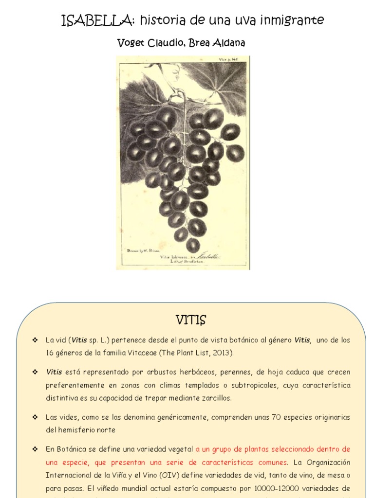 Historia Isabella Fiesta 2022. Claudio Voget | PDF | Vino | Vitis