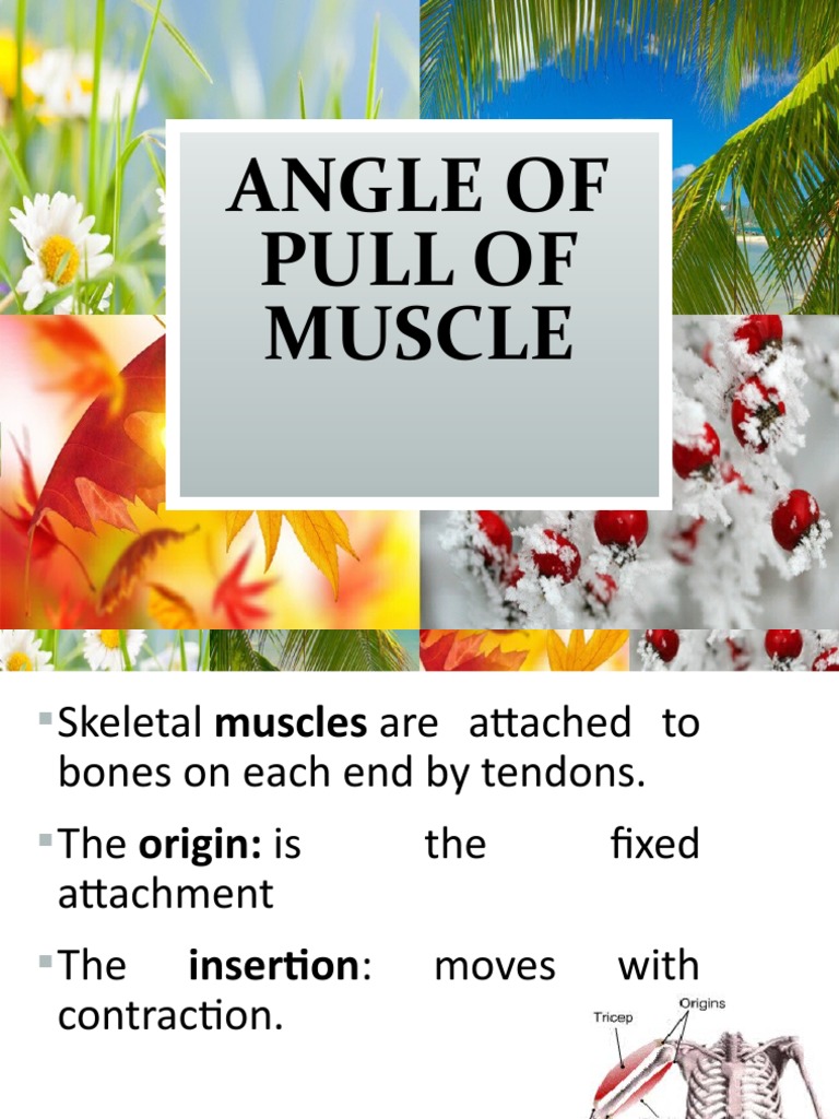 Angle or Pull of Muscle | PDF