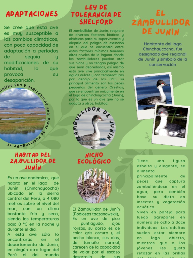 El Zambullidor de Junin | PDF | Aves | Ornitología