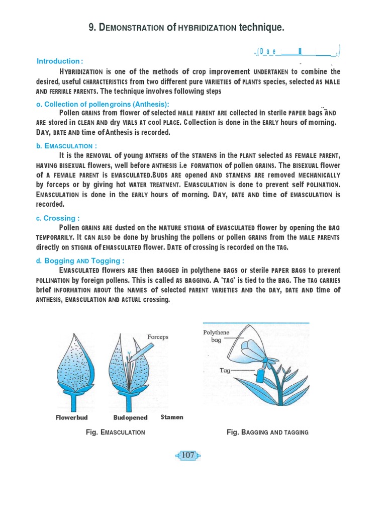 Hybridization Technique | PDF | Flowers | Hybrid (Biology)