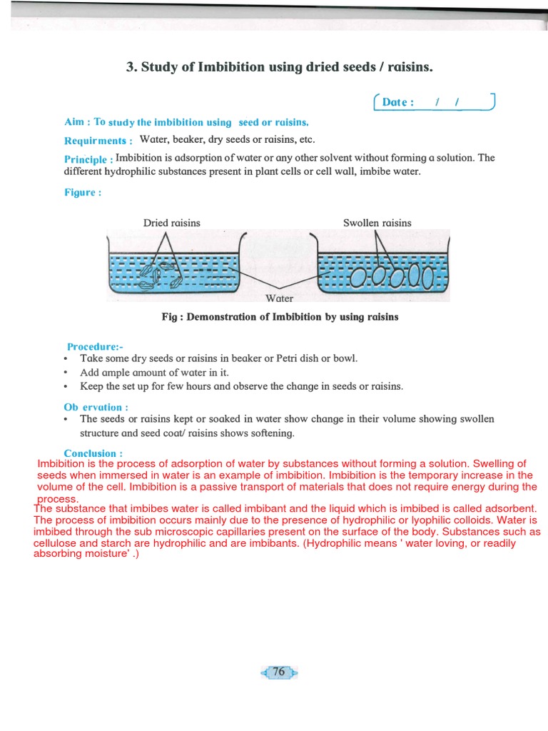 Imbibition of Seeds | PDF | Osmosis | Nature