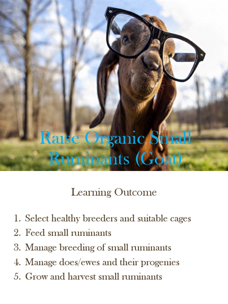 MTJ OAP NCII Raise Organic Small Ruminants | PDF | Goat | Cereals MTJ OAP NCII Raise Organic Small Ruminants | PDF | Goat | Cereals