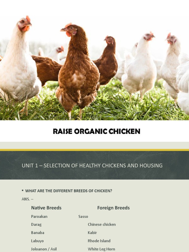 Healthy Chicken Selection and Care Guide | PDF | Egg | Chicken