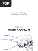 Anatomie du diaphragme stylien | PDF | Tête et cou chez l'humain ...