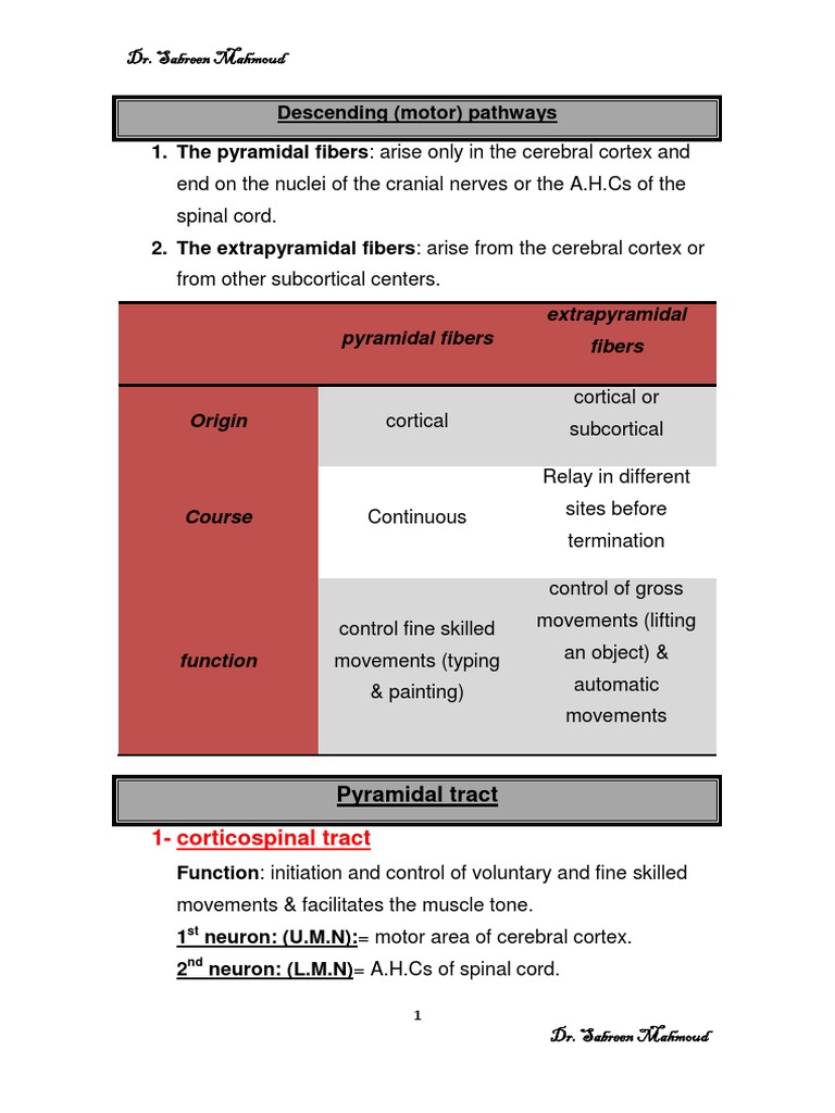 11-DeSCENDING Motor Pathways | PDF | Spinal Cord | Neuroscience
