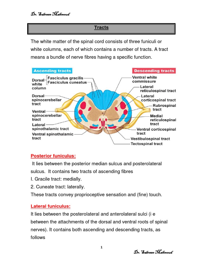 10-Ascending Sensory PATHWAYS | PDF | Nervous System | Brain