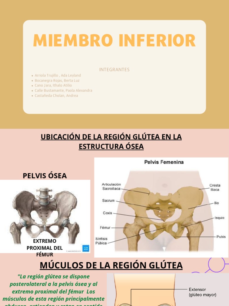 de Anatomía Miembro Inferior | PDF | Pie | Tejido suave